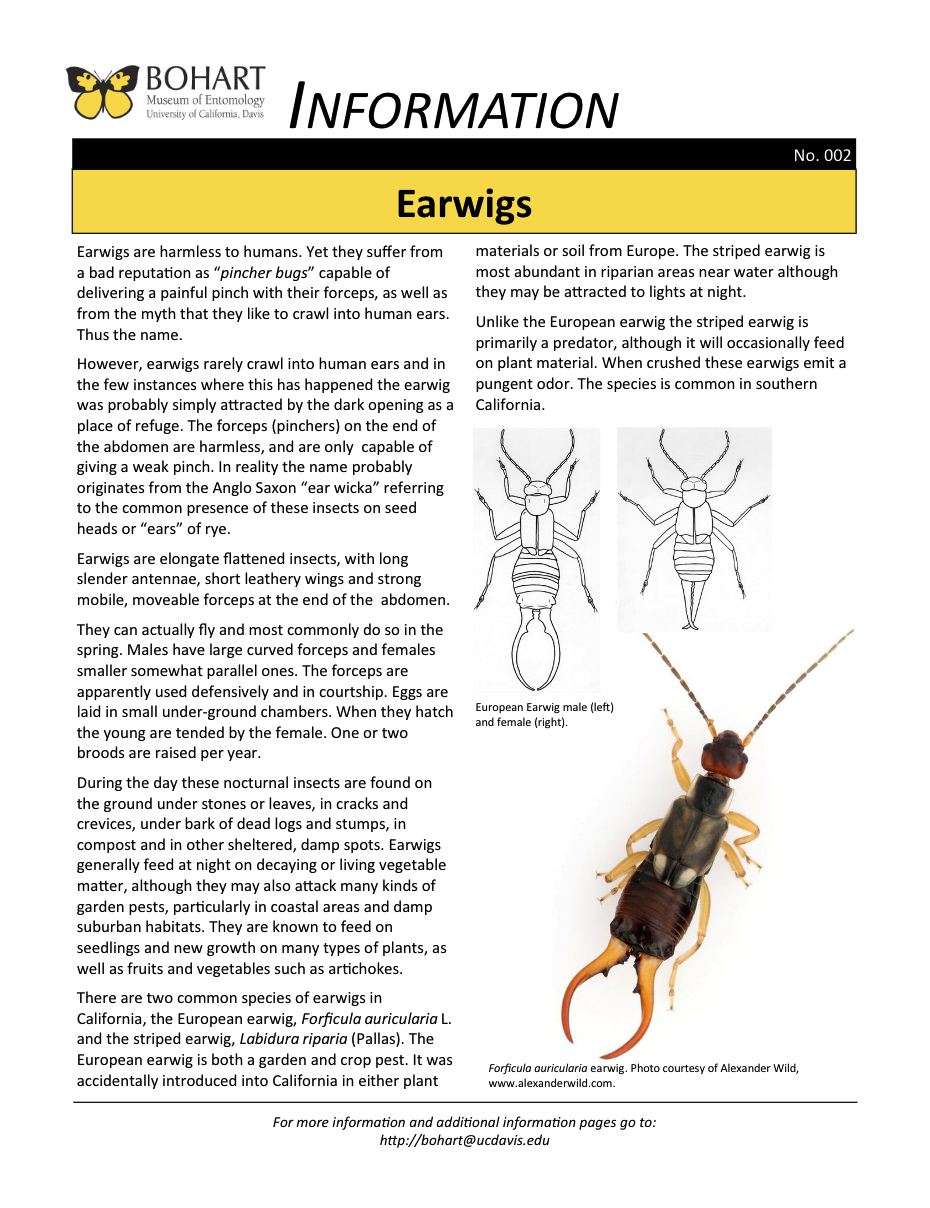 Earwigs | Bohart Museum of Entomology